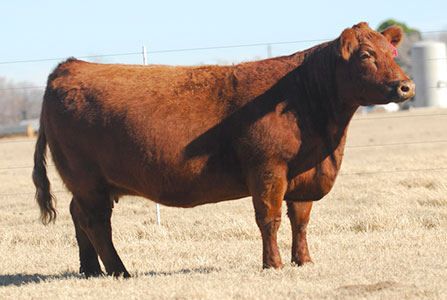 Tibbits Show Pigs : Cows